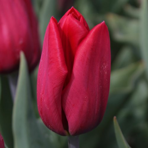 Tulpen | Hulsebosch Bloembollen B.V.